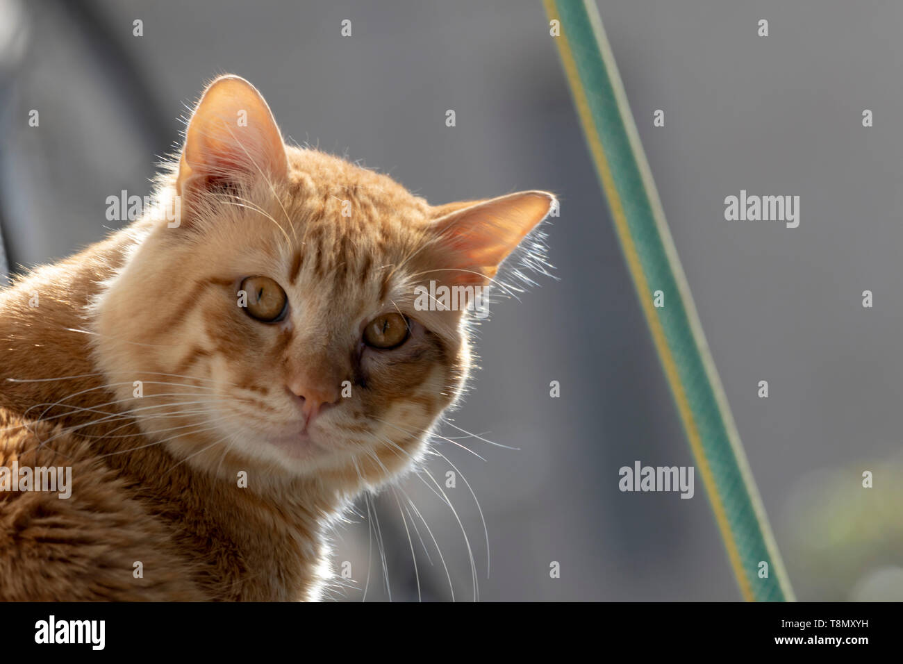 Chat pelé Banque de photographies et d’images à haute résolution - Alamy