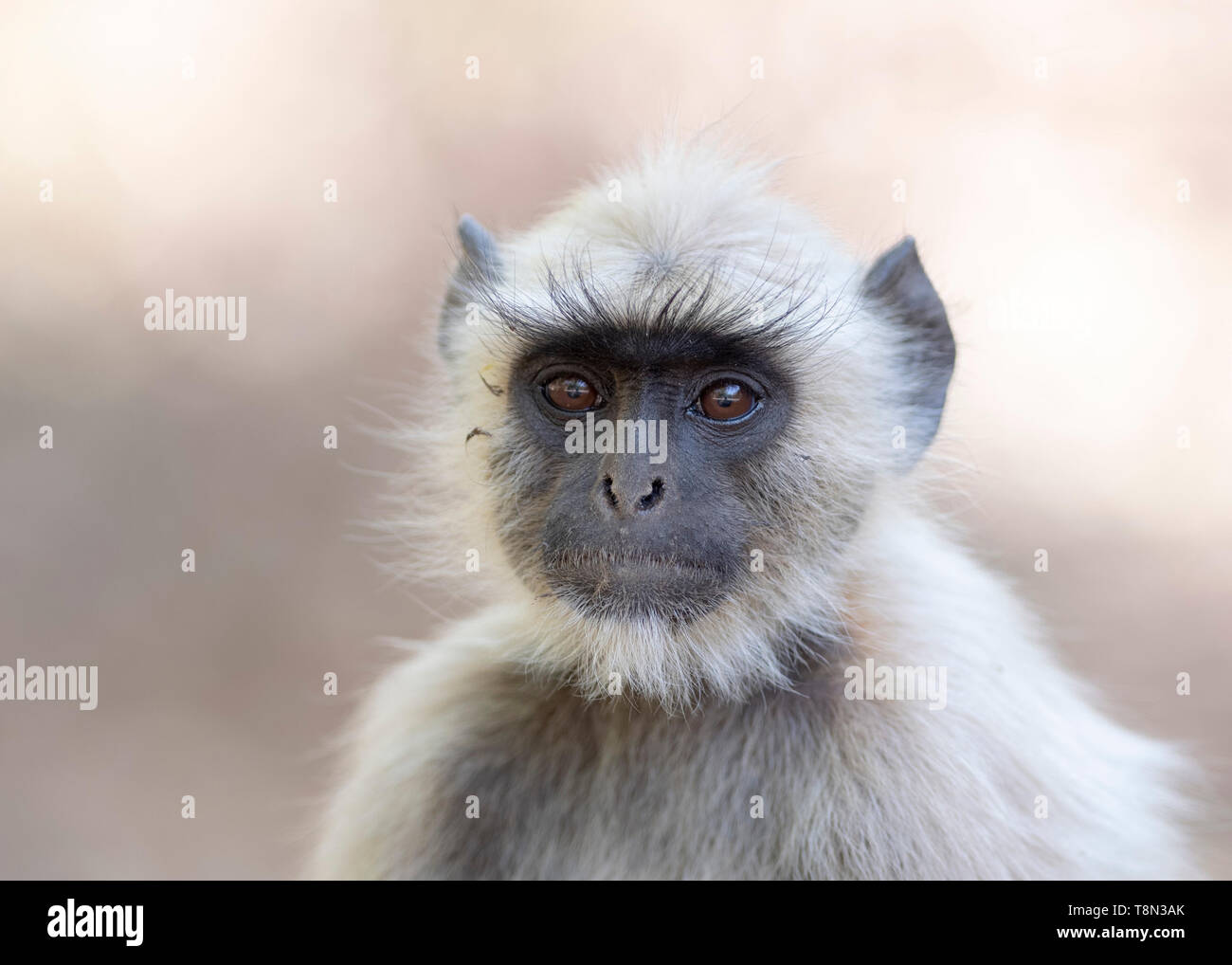 Black faced langur monkeys Banque de photographies et d’images à haute ...