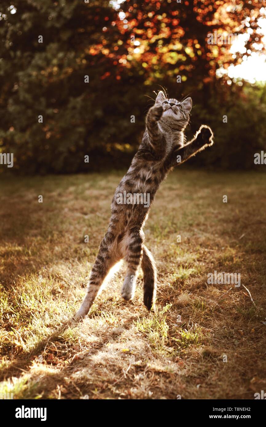 Chat sautant Banque de photographies et d’images à haute résolution - Alamy
