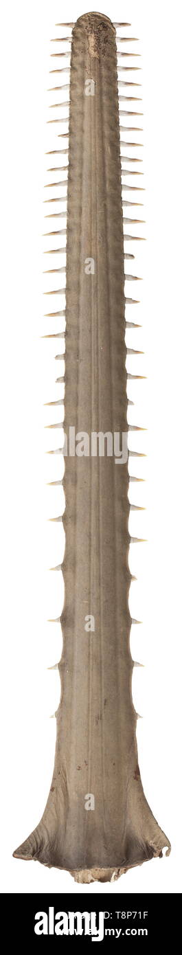 Une scie d'un poisson-scie de l'Indo-Pacifique (Pristis pristis ...