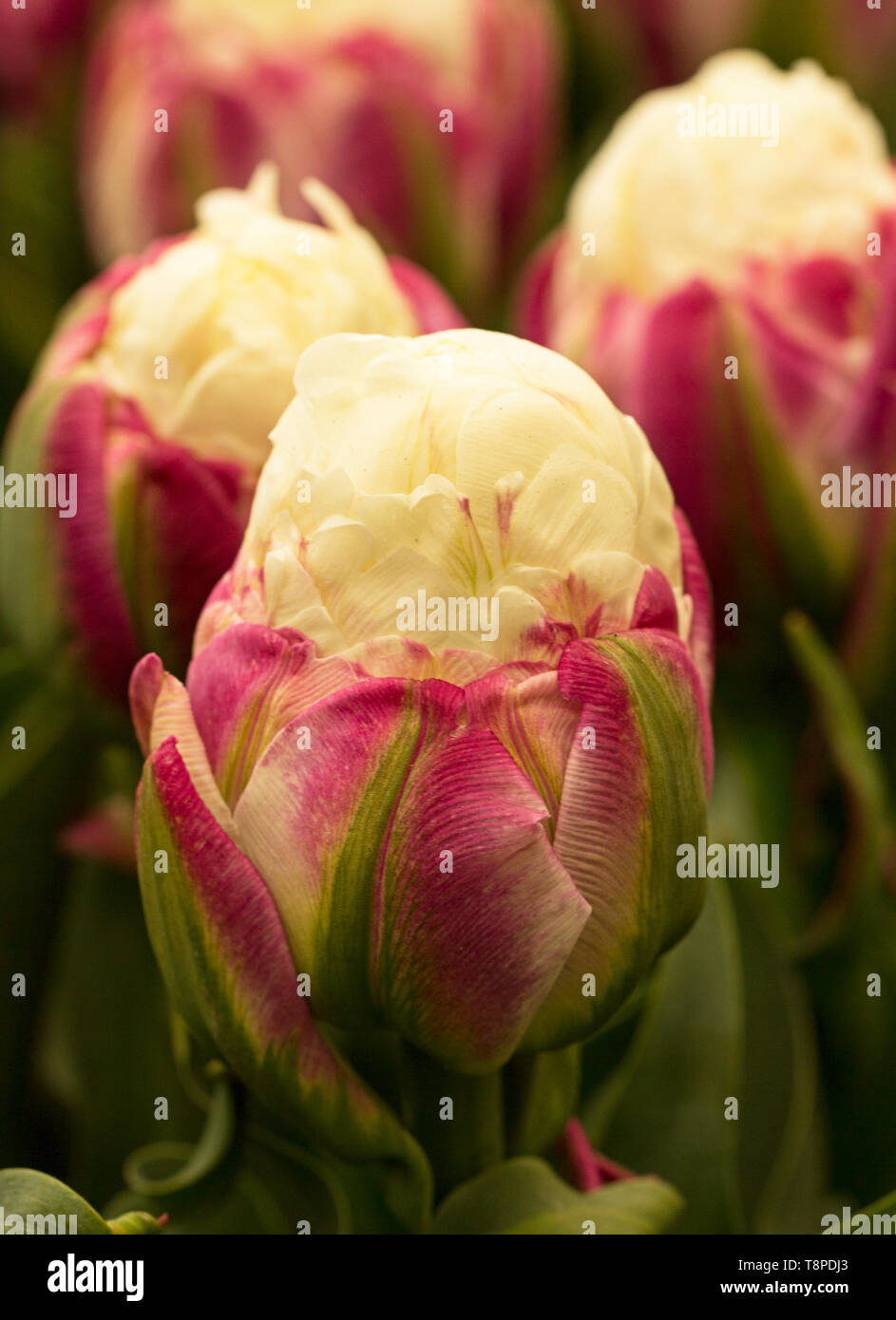 Tulipe de glace Banque de photographies et d’images à haute résolution ...