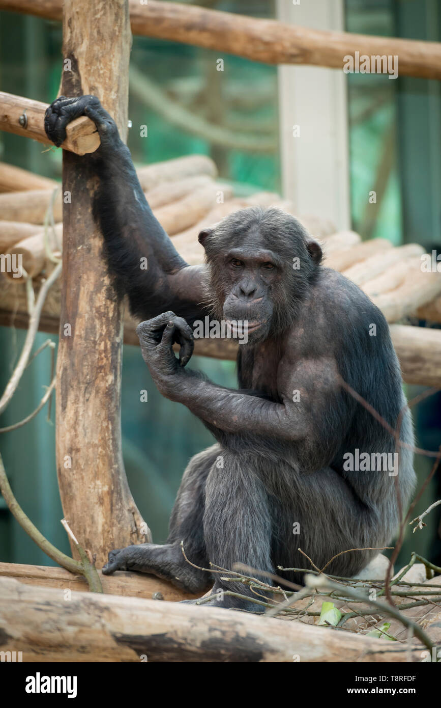 Anvers zoo Banque de photographies et d’images à haute résolution - Alamy