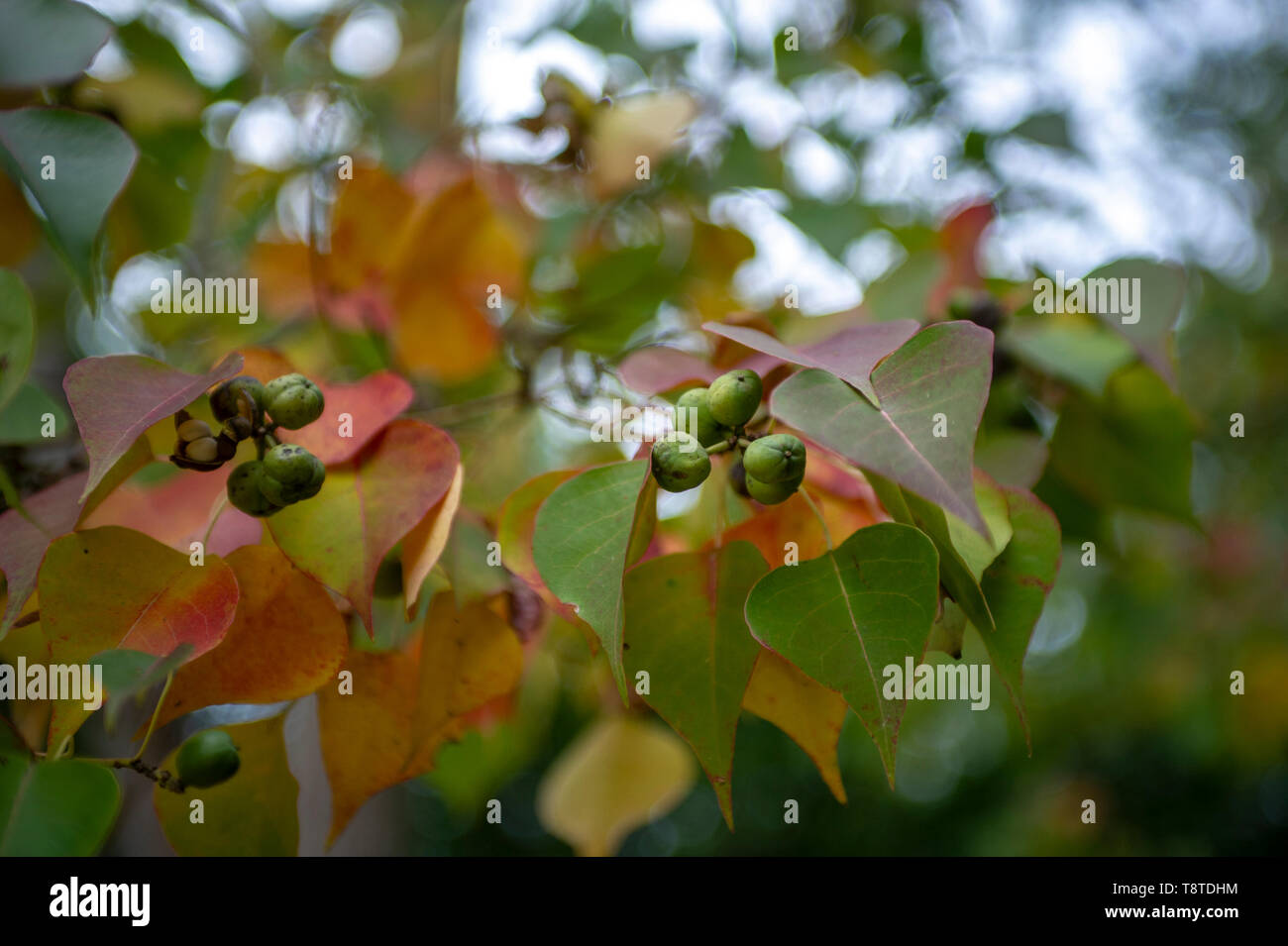 Camphor laurel Banque de photographies et d’images à haute résolution ...