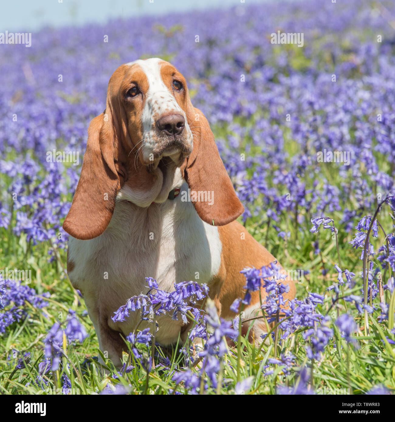 English basset hound dog Banque de photographies et d’images à haute ...