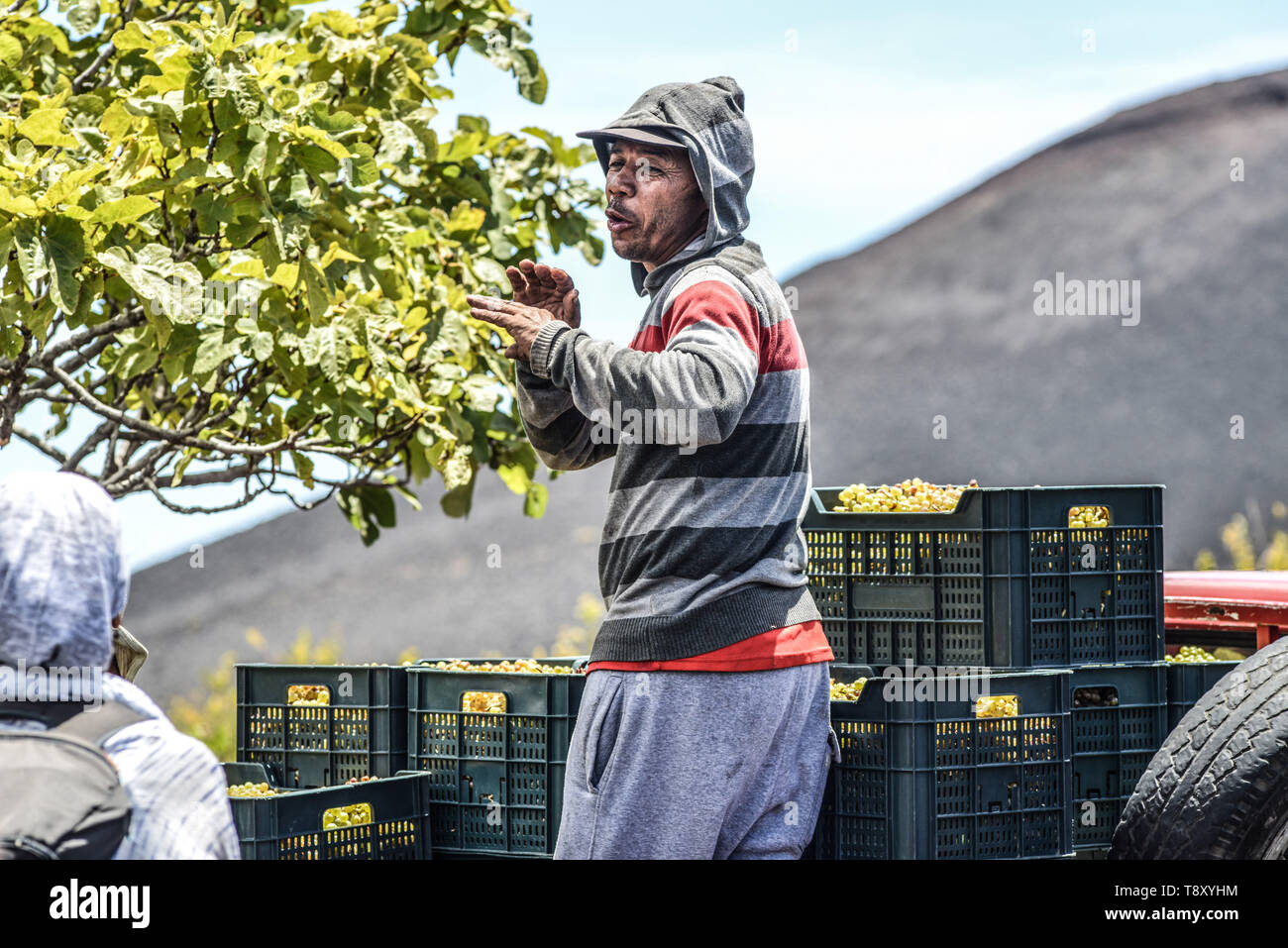 Cap Vert, Cabo Verde archipel, l'île de Fogo : vignes sur les pentes du ...
