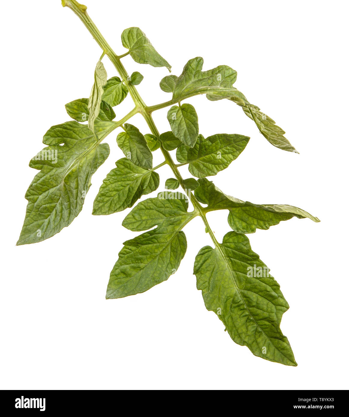 Une tomate Banque de photographies et d’images à haute résolution - Alamy