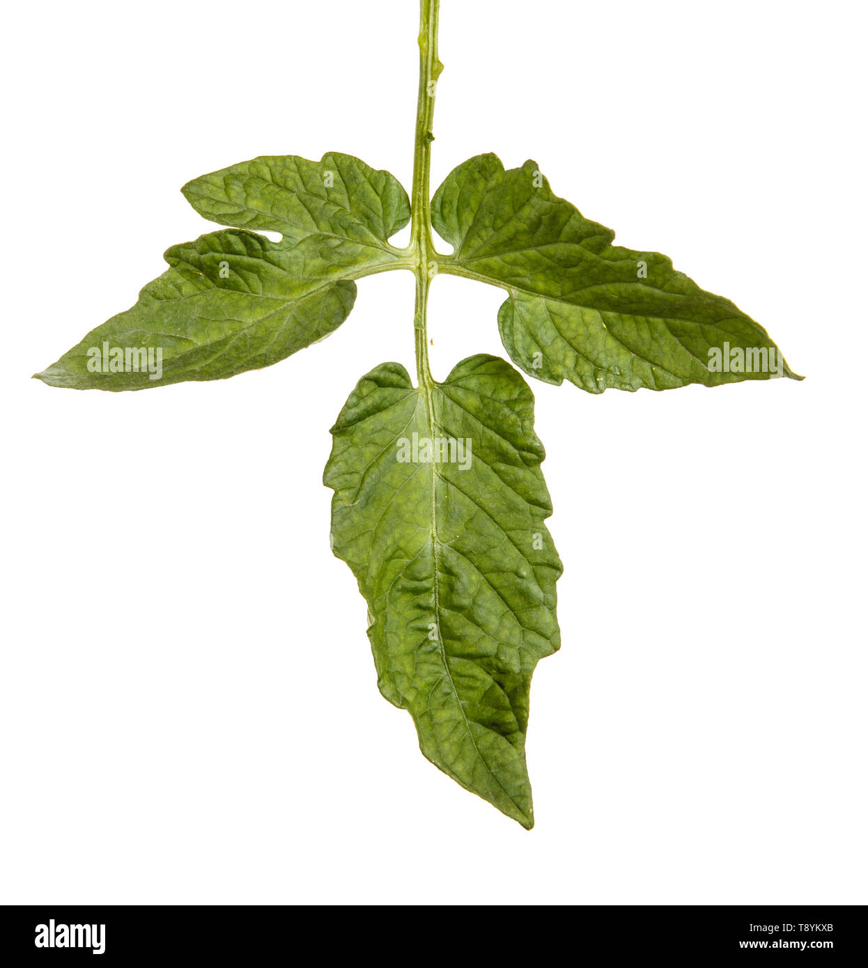 Jeune plant de tomate Banque de photographies et d’images à haute ...