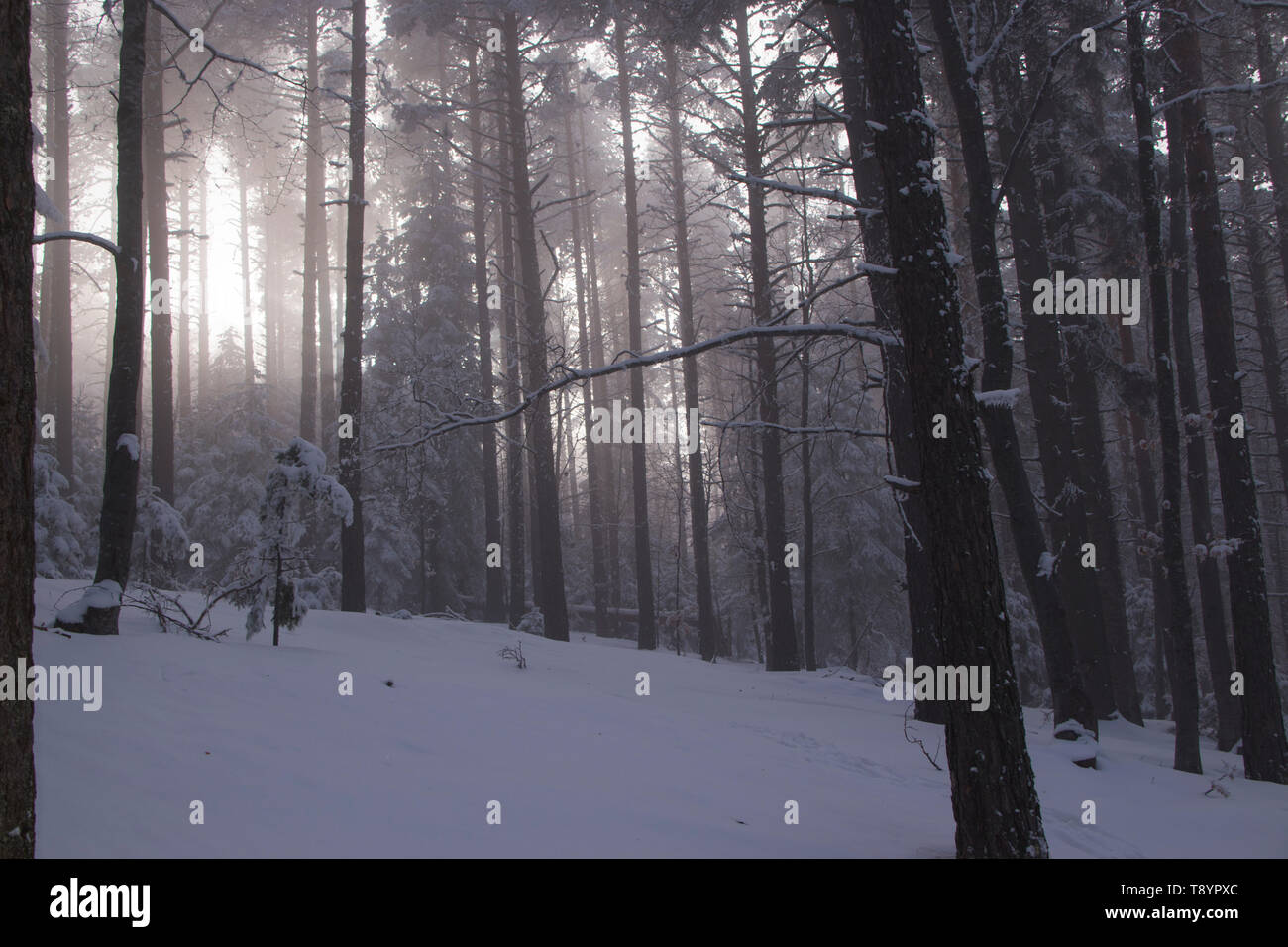 Rodopa mountain Banque de photographies et d’images à haute résolution ...