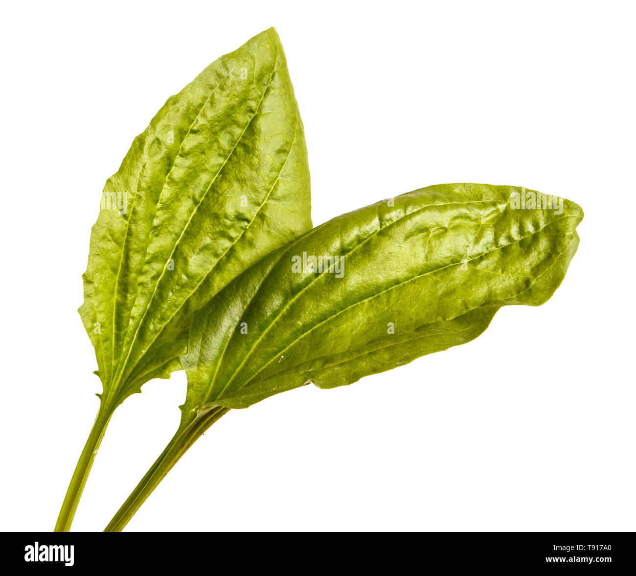 Plantain plant Banque de photographies et d’images à haute résolution ...