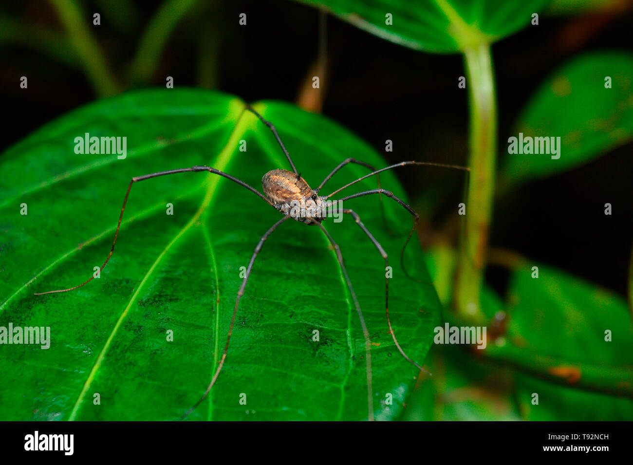 Harvestman opiliones spider Banque de photographies et d’images à haute ...