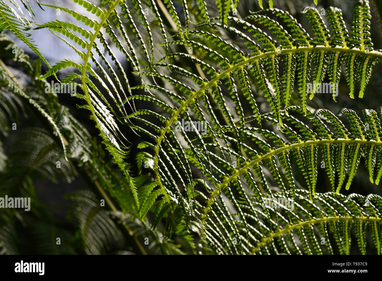 Belles feuilles à motifs vert d'une fougère dans de doux rayons du ...