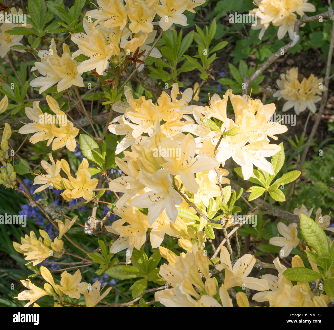 Azalea daviesii Banque de photographies et d’images à haute résolution ...