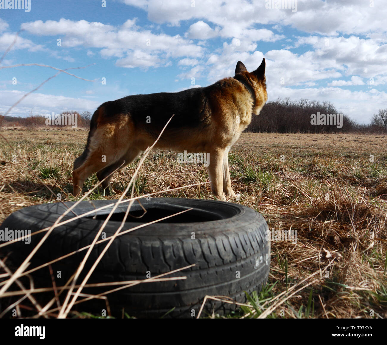 Chien dans la nature Banque de photographies et d’images à haute ...