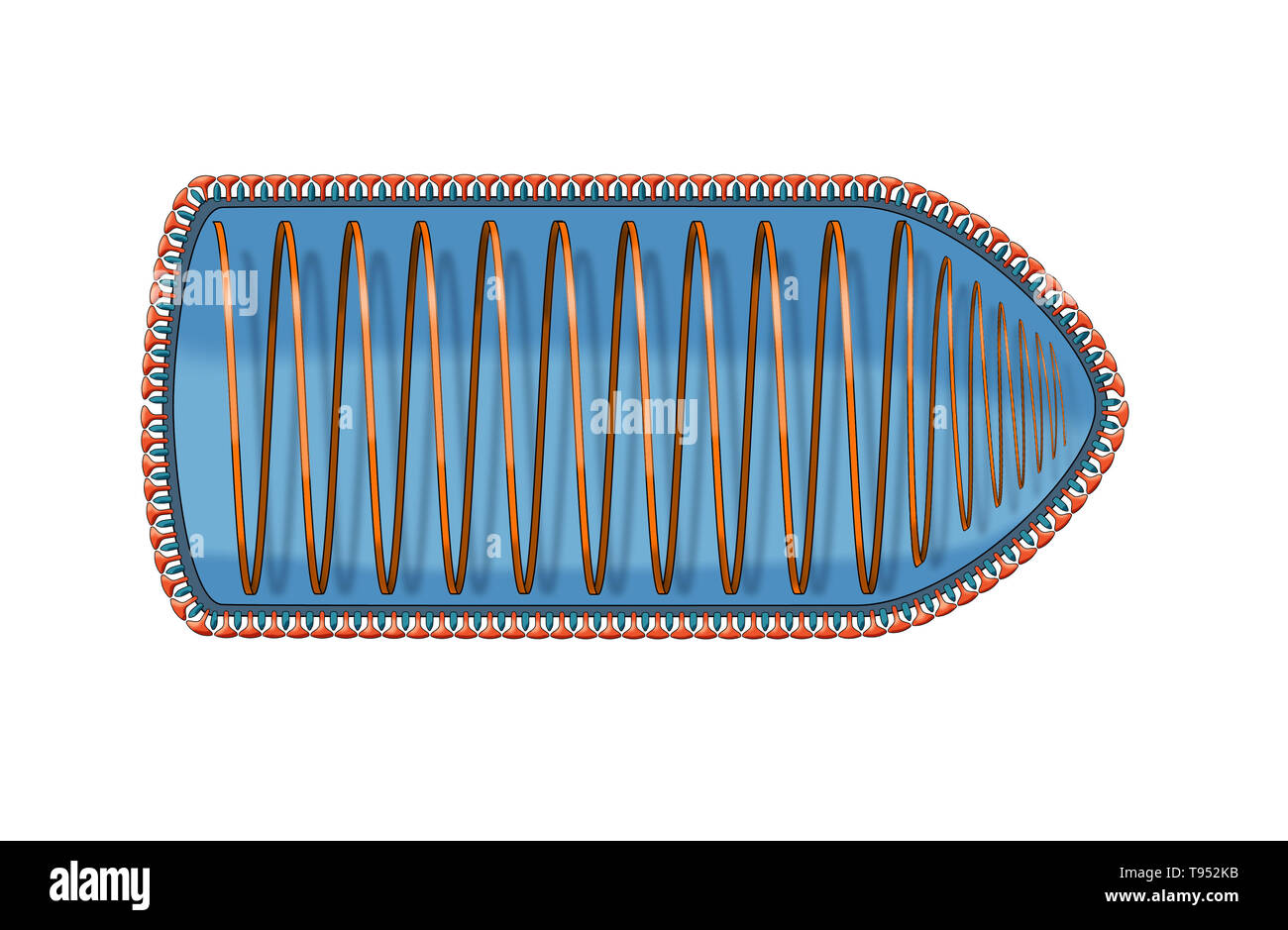 Illustration montrant la structure interne du virus de la rage. Virus ...
