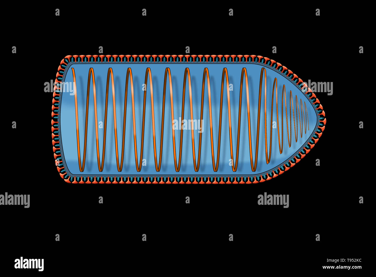 Illustration montrant la structure interne du virus de la rage. Virus ...