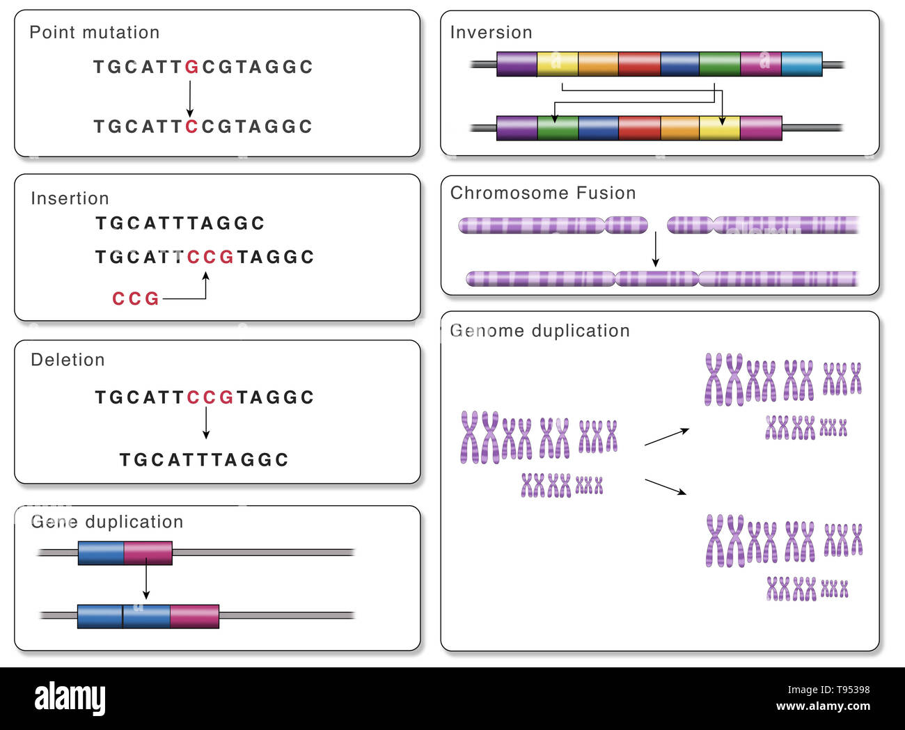 Il existe plusieurs types de mutations géniques. Il s'agit notamment de mutation ponctuelle ...