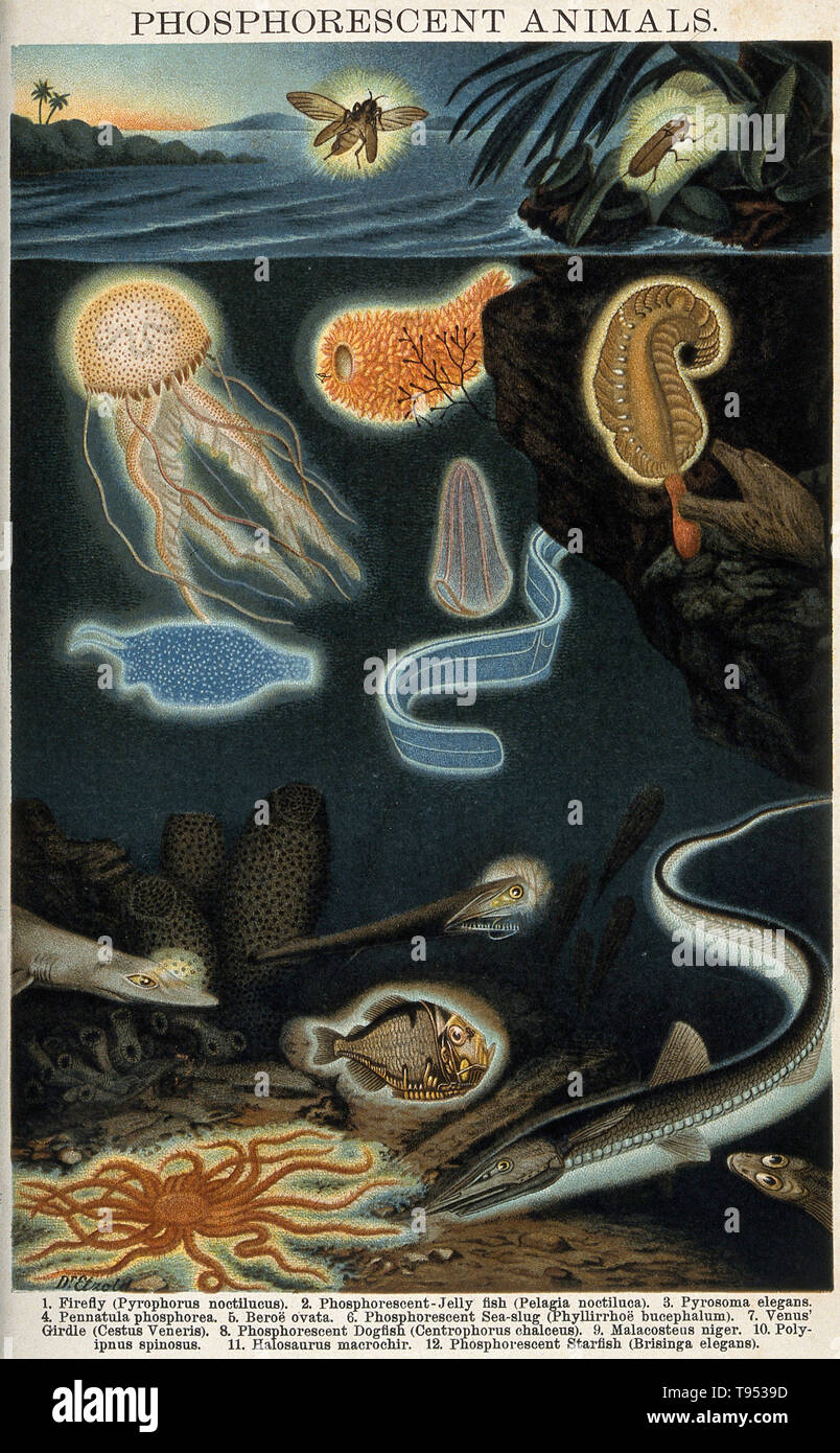 Méduses phosphorescentes Banque de photographies et d’images à haute ...