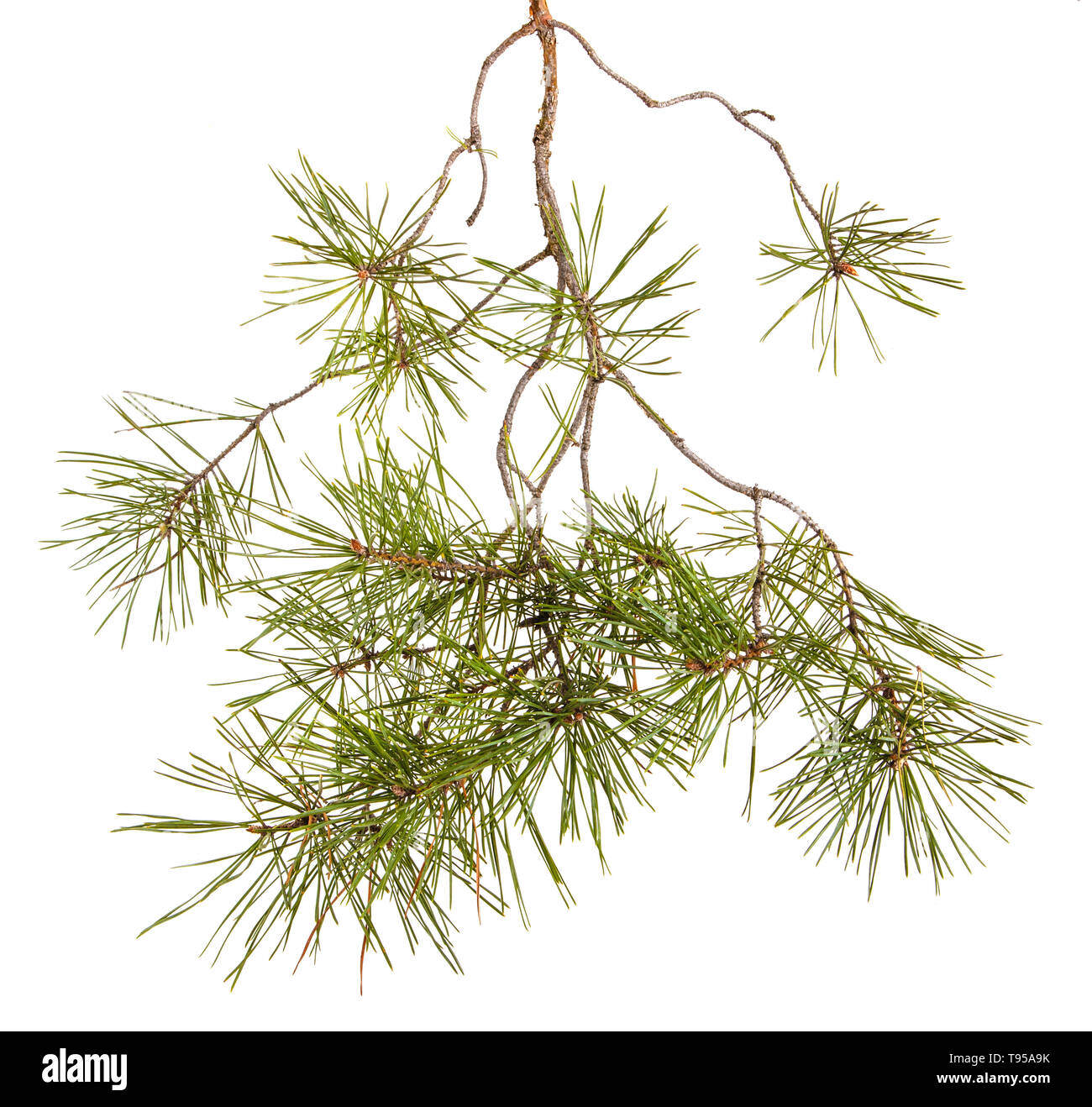 Isolat de branche de pin Banque de photographies et d’images à haute ...