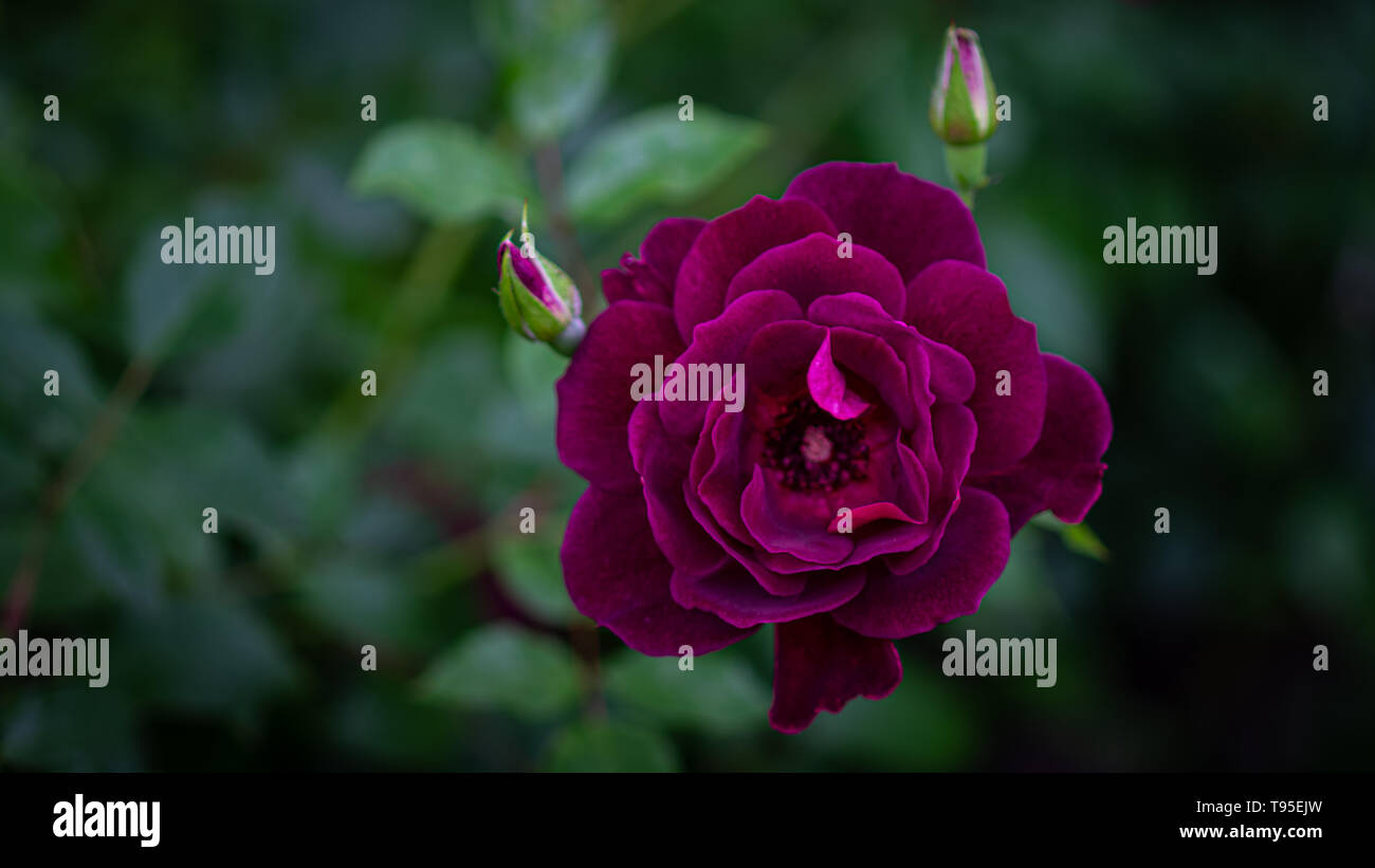 épine de roses Banque de photographies et d’images à haute résolution ...