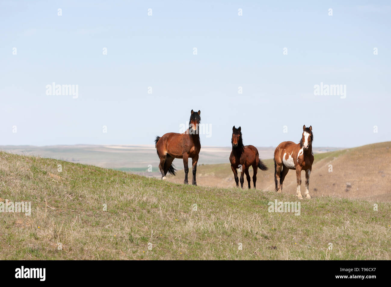 Mustangs sauvages au montana Banque de photographies et d’images à ...