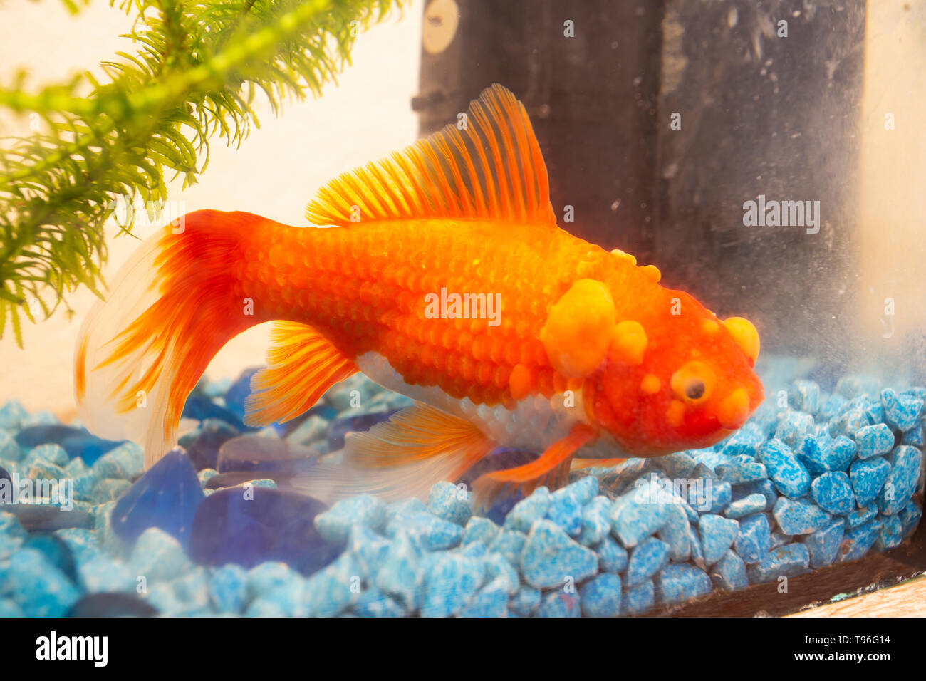 Poisson rouge eau sale Banque de photographies et d’images à haute ...