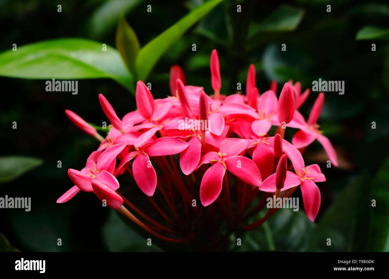 Ixora rose Banque de photographies et d’images à haute résolution - Alamy