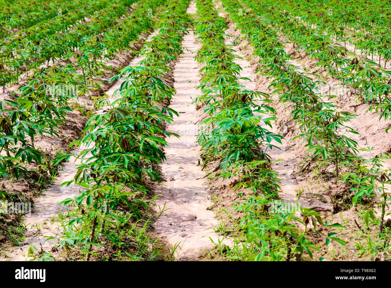 L'agriculture de plantation de manioc culture du manioc en ligne farm ...