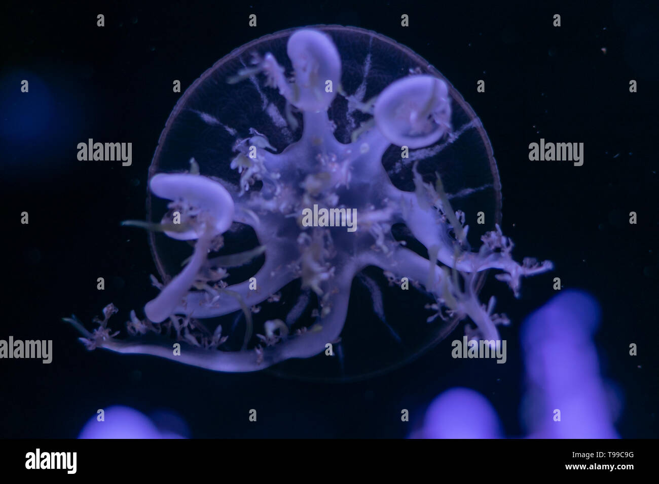 Close-up, Méduse Méduse en aquarium avec éclairage au néon. Méduse est ...
