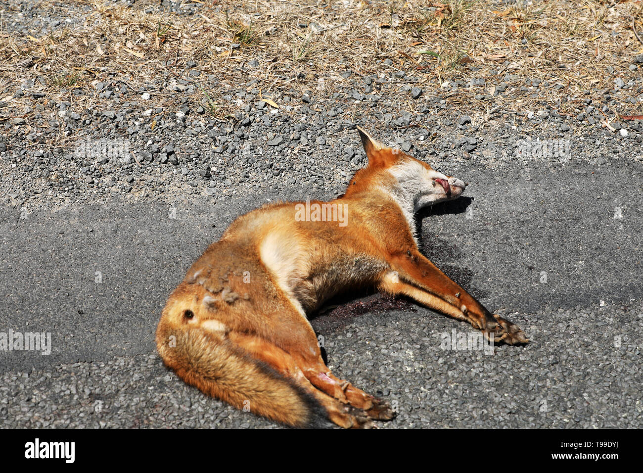 Dingo mort Banque de photographies et d’images à haute résolution - Alamy