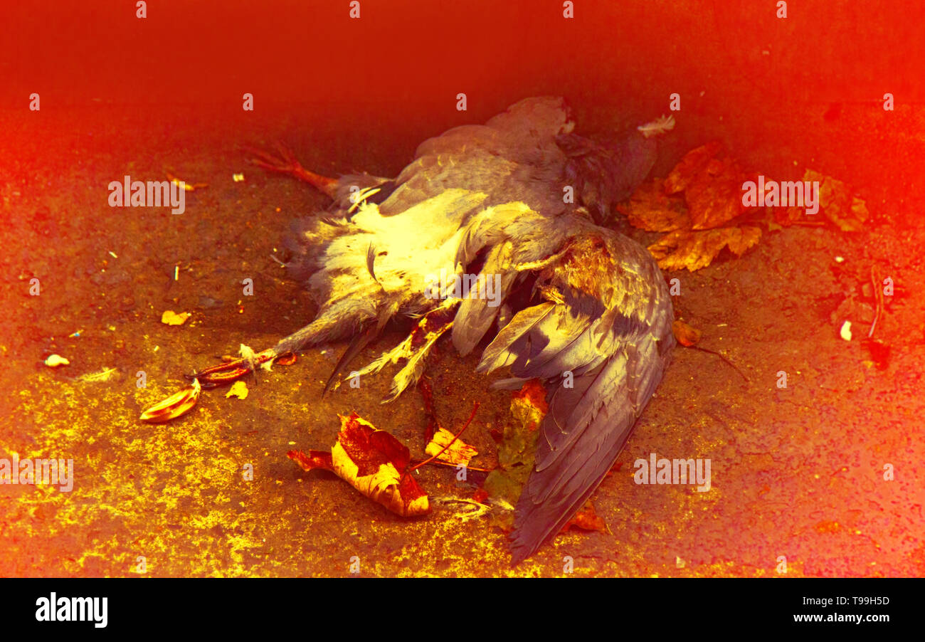 Mort laide Banque de photographies et d’images à haute résolution - Alamy