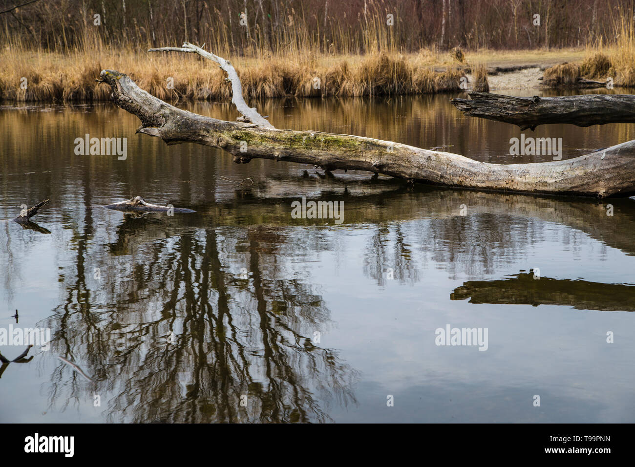Paysage de la plaine inondable Banque de photographies et d’images à ...