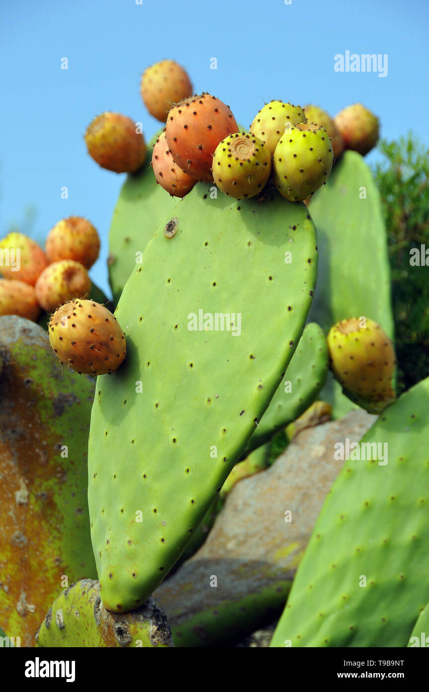 Barbary fig Banque de photographies et d’images à haute résolution - Alamy