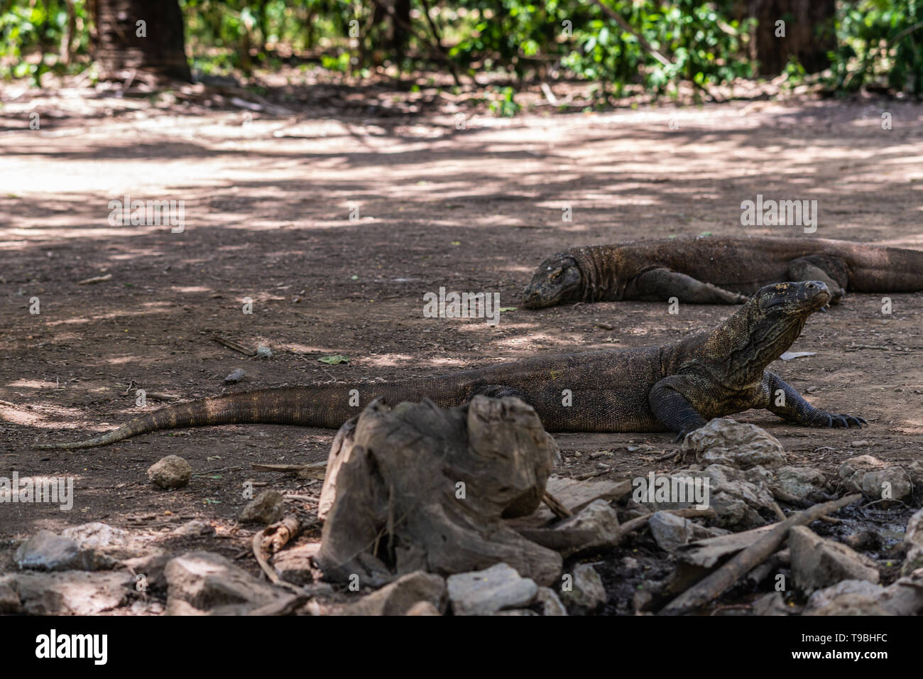L'île de Komodo, Indonésie - 24 Février 2019 : le Parc National de ...
