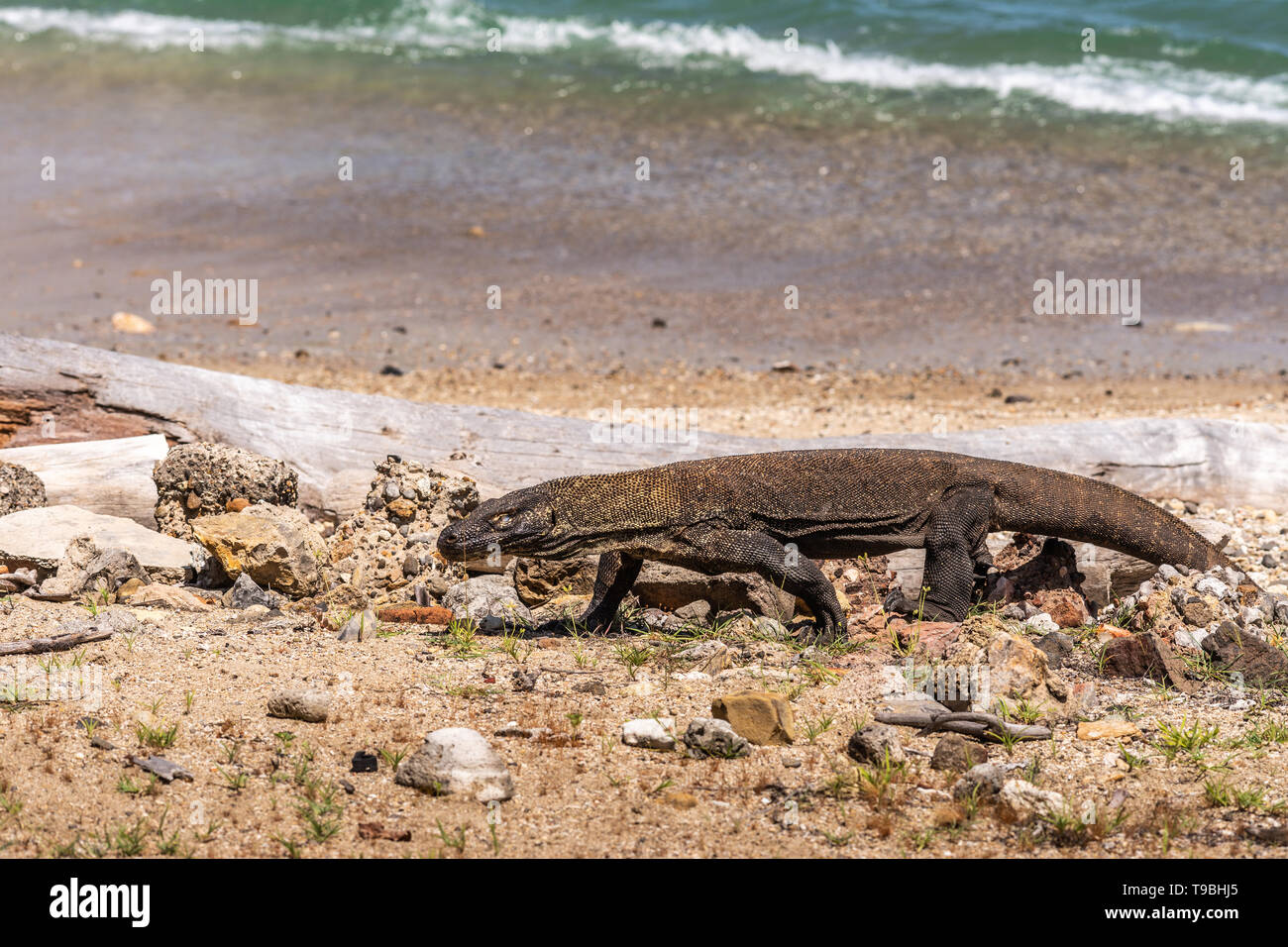 L'île de Komodo, Indonésie - 24 Février 2019 : le Parc National de ...