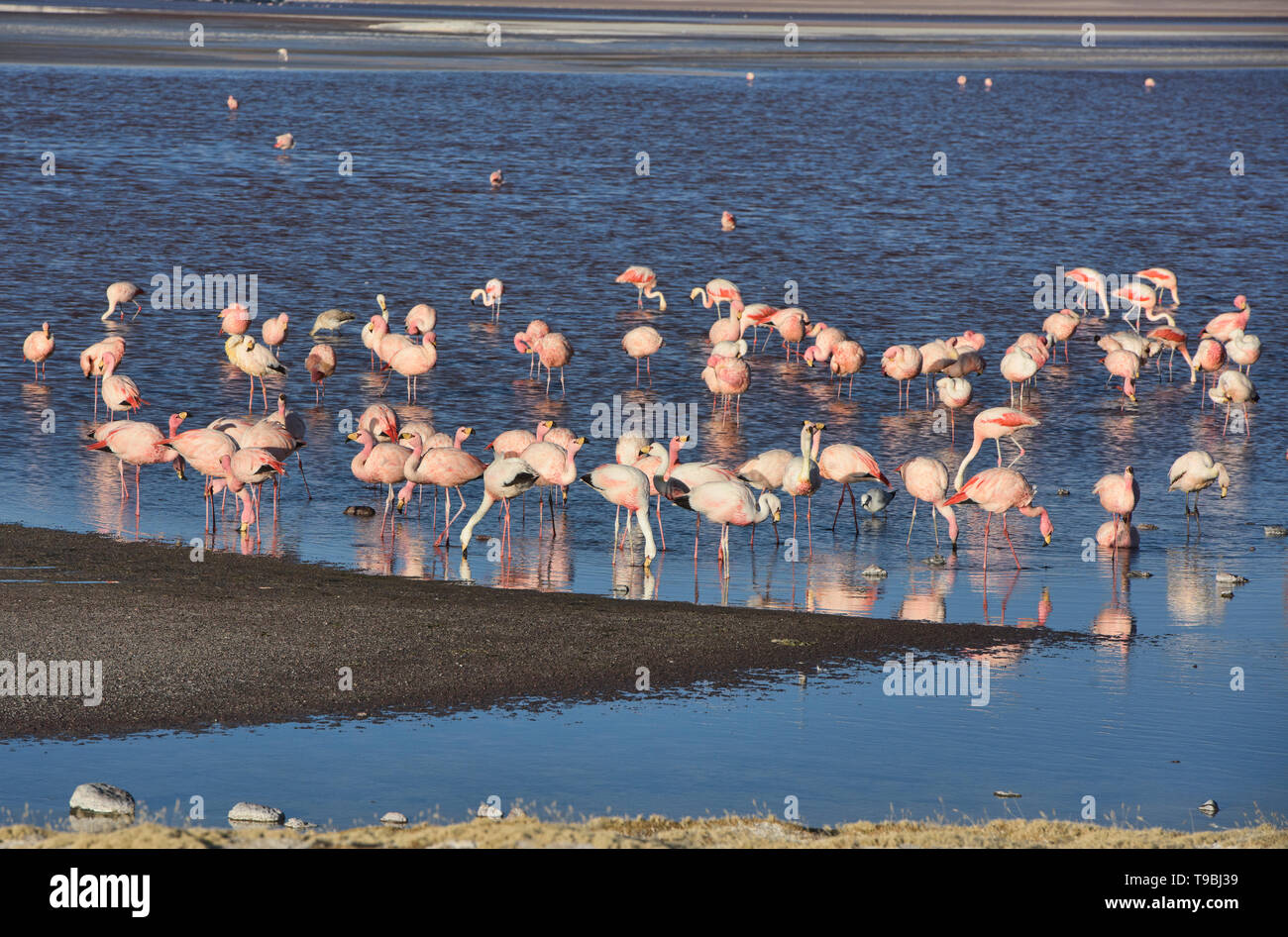 Flamants roses sur le lac des andes Banque de photographies et d’images ...