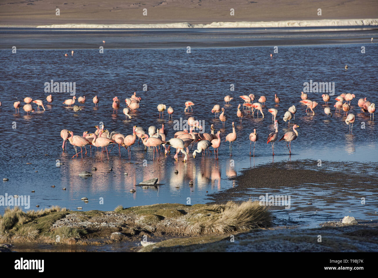 Réserve nationale des flamants roses Banque de photographies et d ...