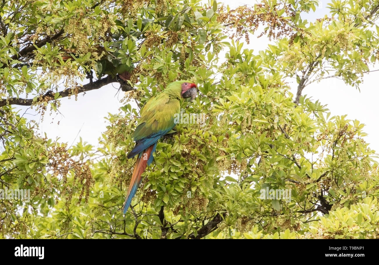 Grand Ara vert, perché dans des arbres tropicaux, Laguna de Lagarto, le ...