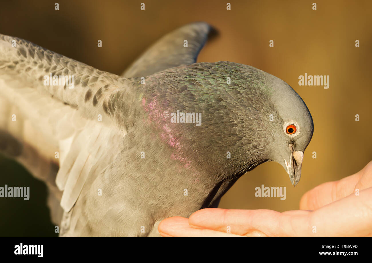 Columba livia domestica pigeons sauvages Banque de photographies et d ...