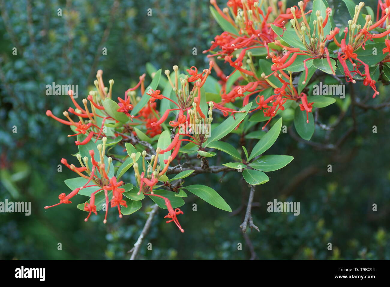 Embothrium coccineum Banque de photographies et d’images à haute ...