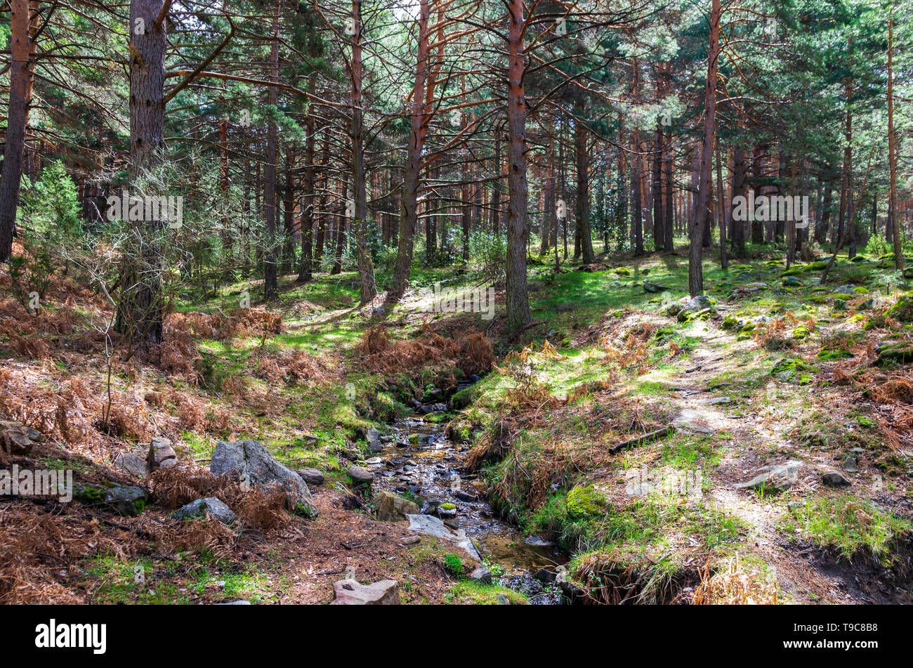 Paysage Pins Ete Banque d'image et photos - Alamy