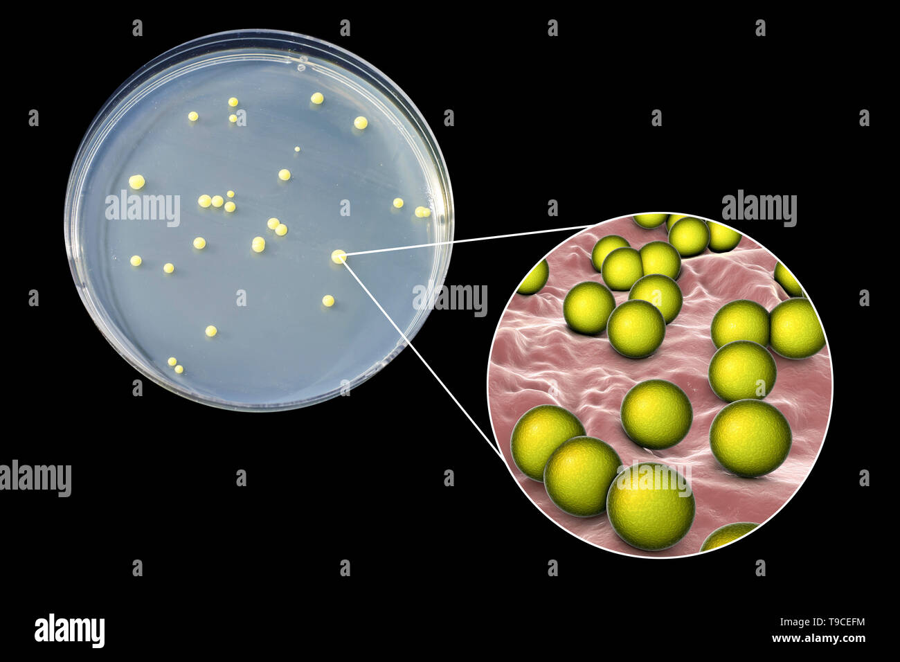 Bactéries aérobies Banque de photographies et d’images à haute ...