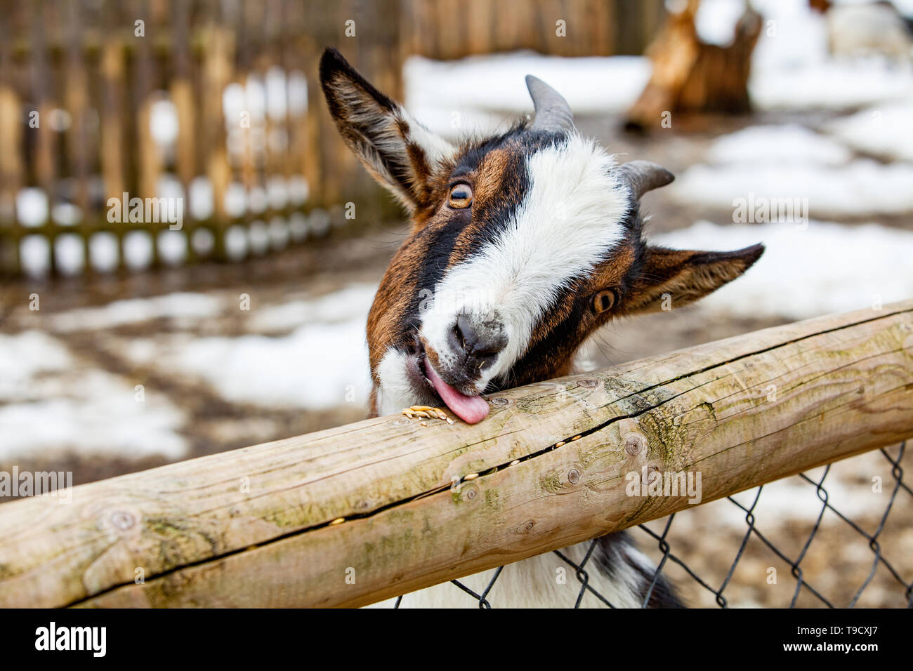 Chèvre drôle Banque de photographies et d’images à haute résolution - Alamy