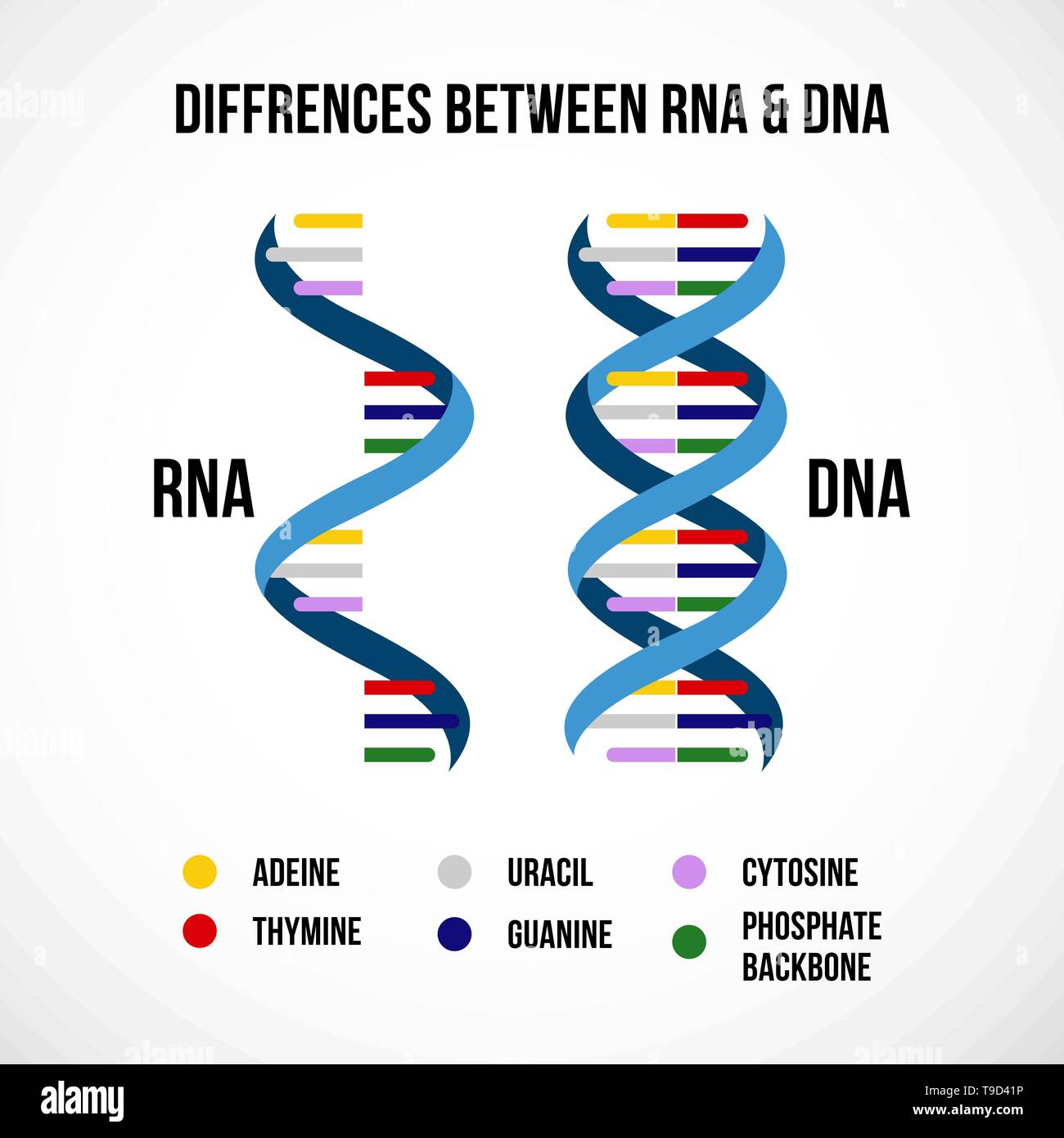 Différences entre l'ADN et l'arn. Vector icône scientifique spirale de ... Différences entre l'ADN et l'arn. Vector icône scientifique spirale de ...