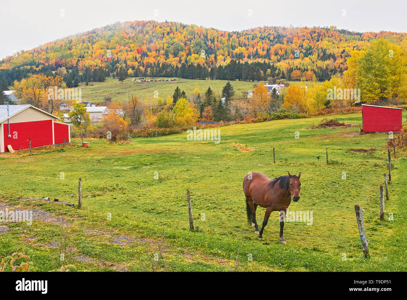 Cheval et terres agricoles Banque de photographies et d’images à haute ...