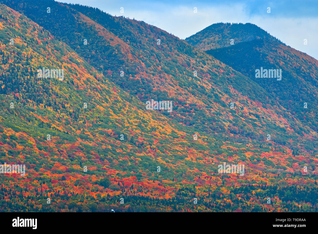 Acadian Forest Banque d'image et photos - Alamy