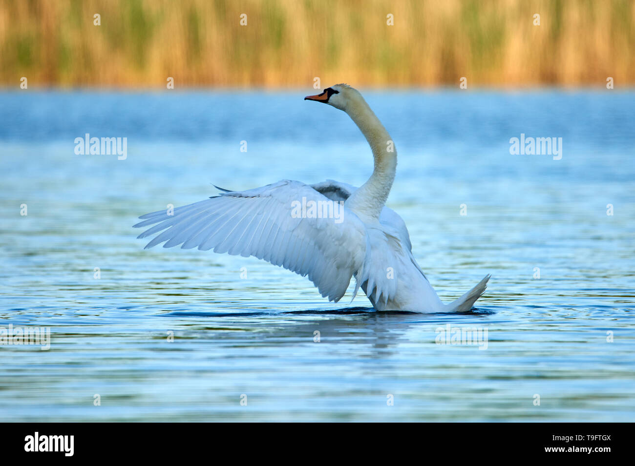 Mâle cygne muet en colère Banque de photographies et d’images à haute résolution - Alamy