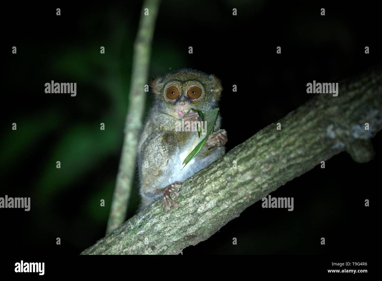 Tarsier Spectre, Tarsius spectrum, portrait des mammifères nocturnes ...