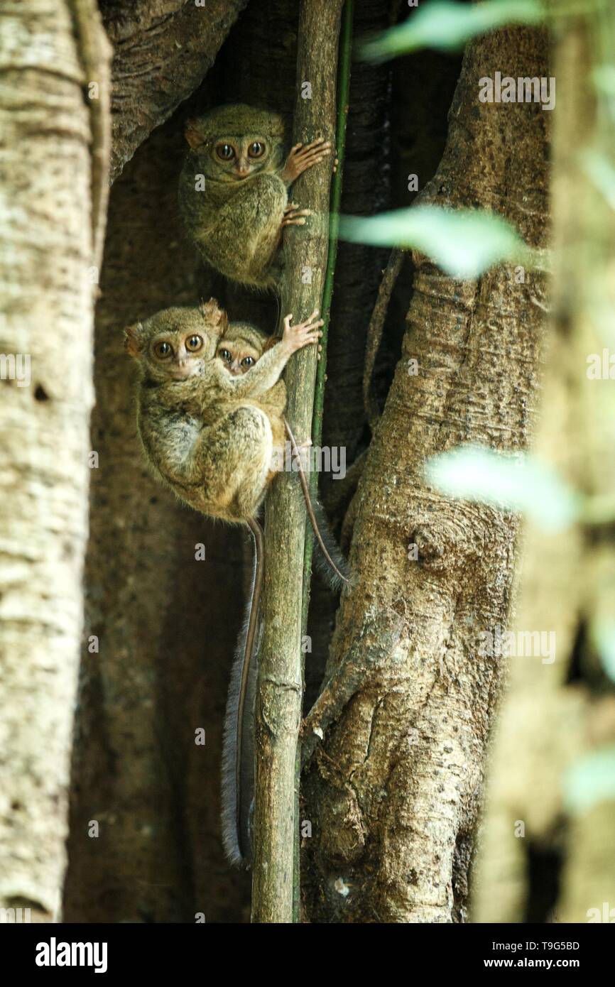 Tarsius spectrum Banque de photographies et d’images à haute résolution ...