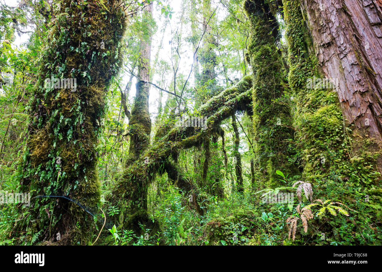 Arbre géant dans la forêt tropicale . De beaux paysages dans le parc ...