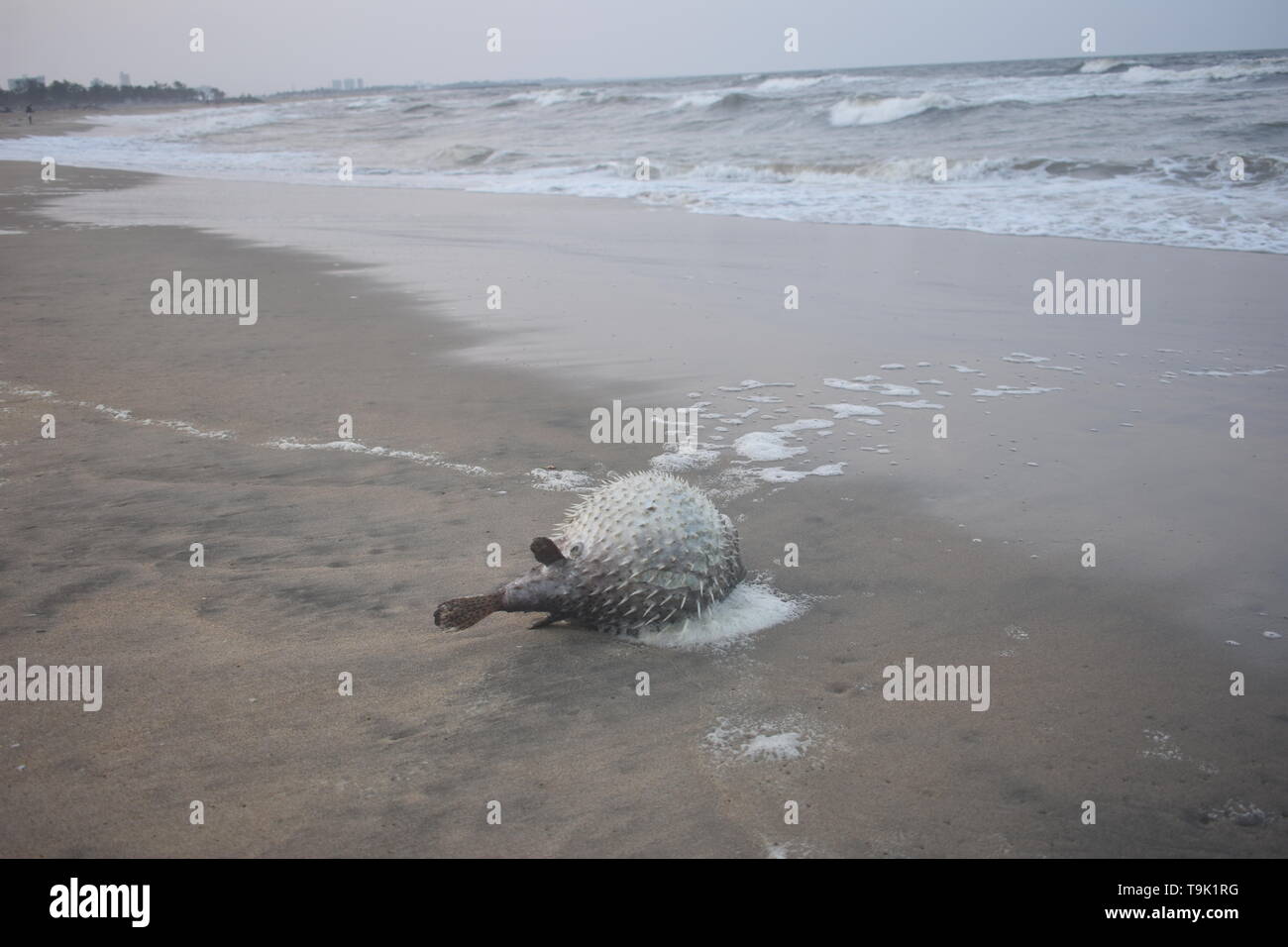Le hérisson" (Hippocampus spinosissimus) - une espèce de poissons de la ...